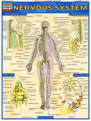 Nervous System by BarCharts Publishing, Inc. · OverDrive: Free ebooks ...