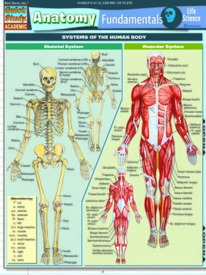 Anatomy Fundamentals by BarCharts, Inc. · OverDrive: ebooks, audiobooks ...