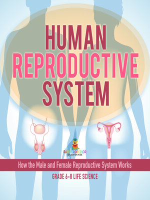 Human Reproductive System | How the Male and Female Reproductive System ...